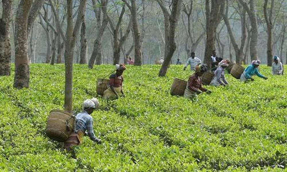 India's import of cheap tea and Afghan crisis impacting tea industry