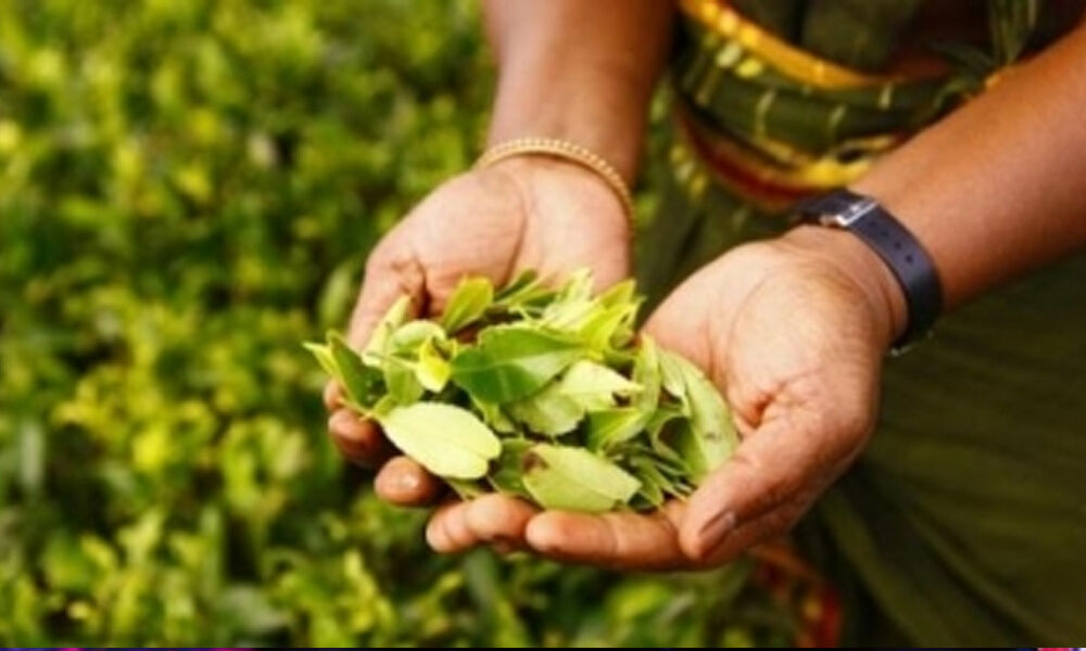 SL tea exports to earn $1.3 bn in 2021