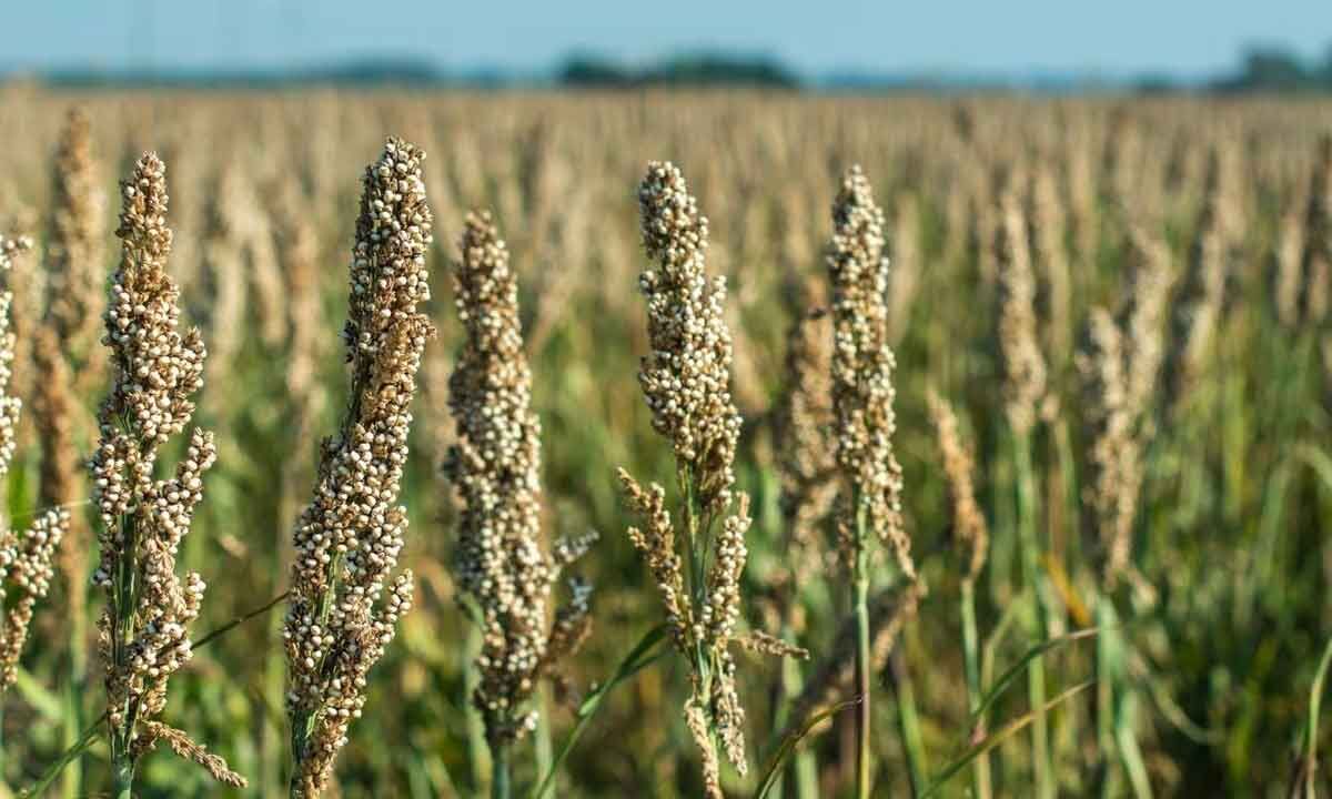 Millets: The unsung heroes of ancient civilizations make a dramatic ...