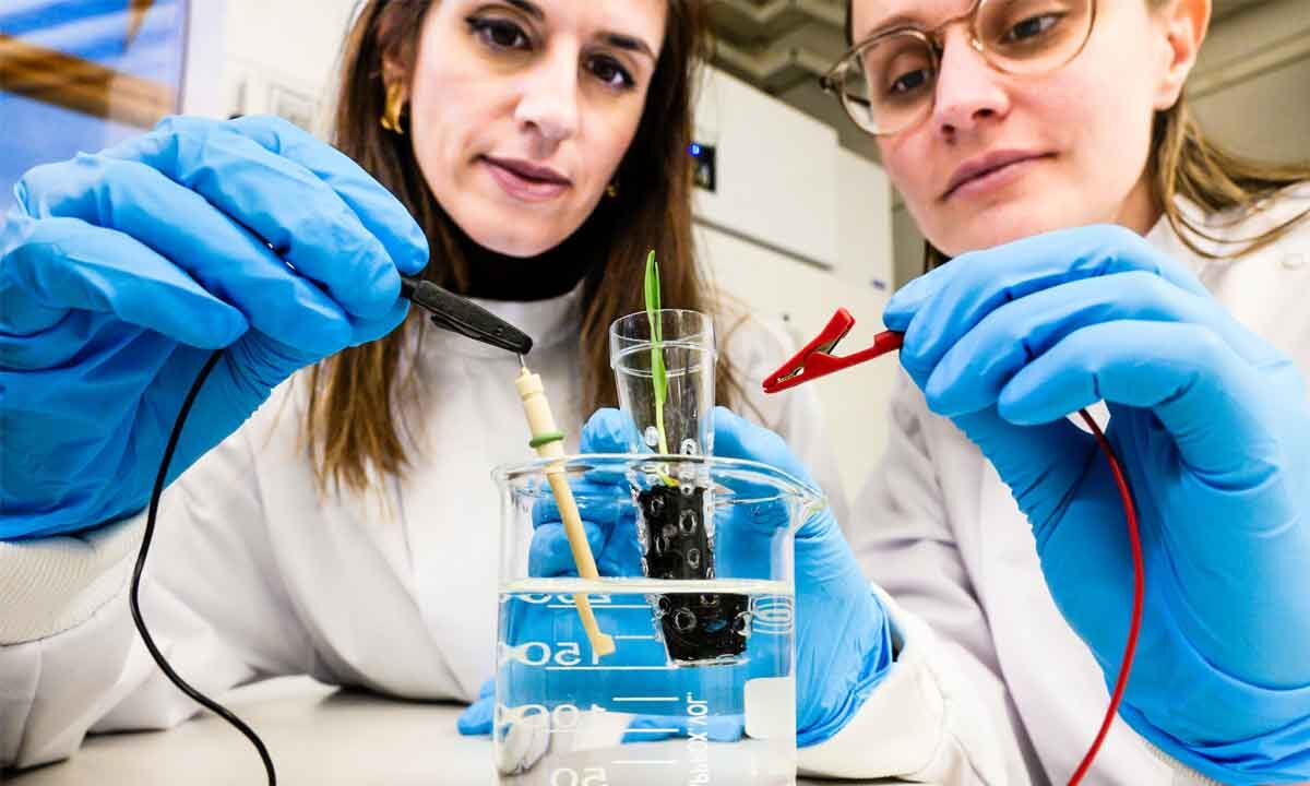 New 'electronic soil' may enhance crop growth