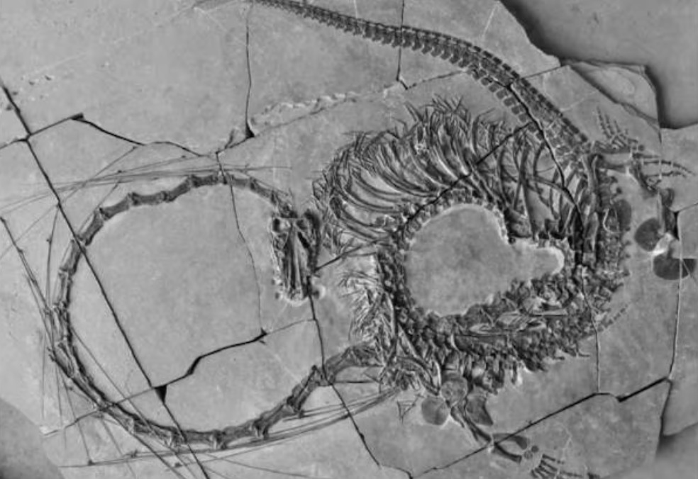 Scientists reveal full anatomy of 240-million-year-old 'mythical ...
