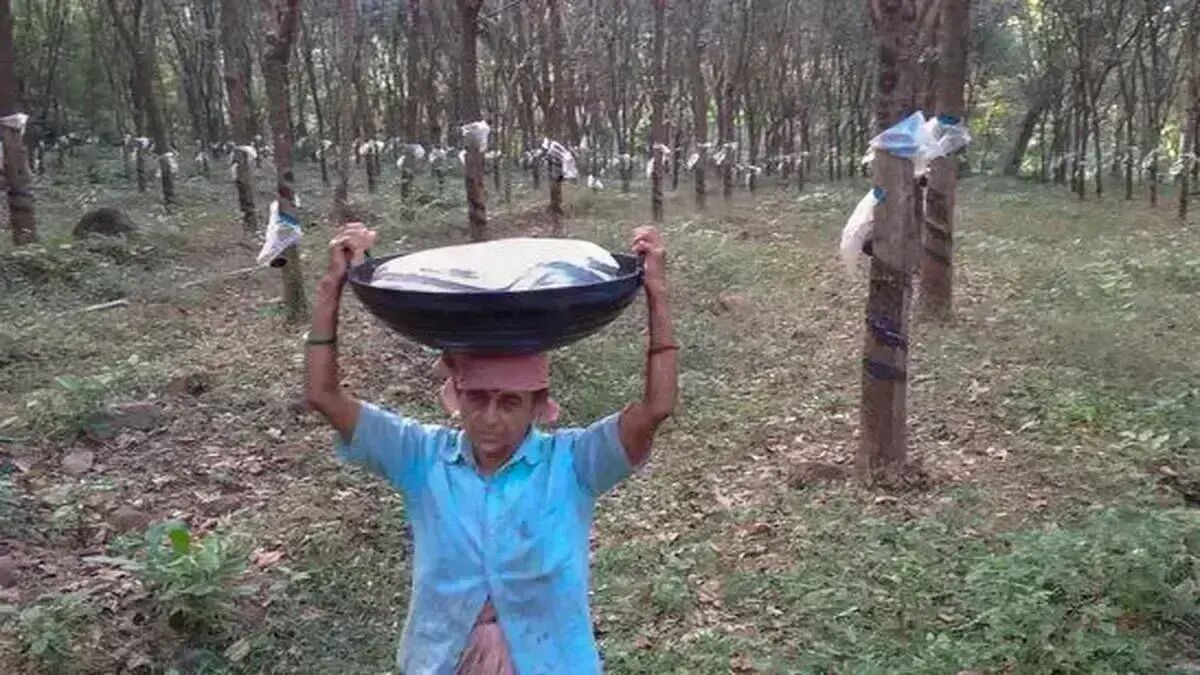 India sees 11.2% drop in natural rubber imports amidst production surge