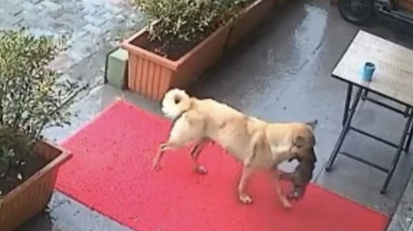 Mother dog rushes unconscious pup to clinic, inspires millions! Watch Video