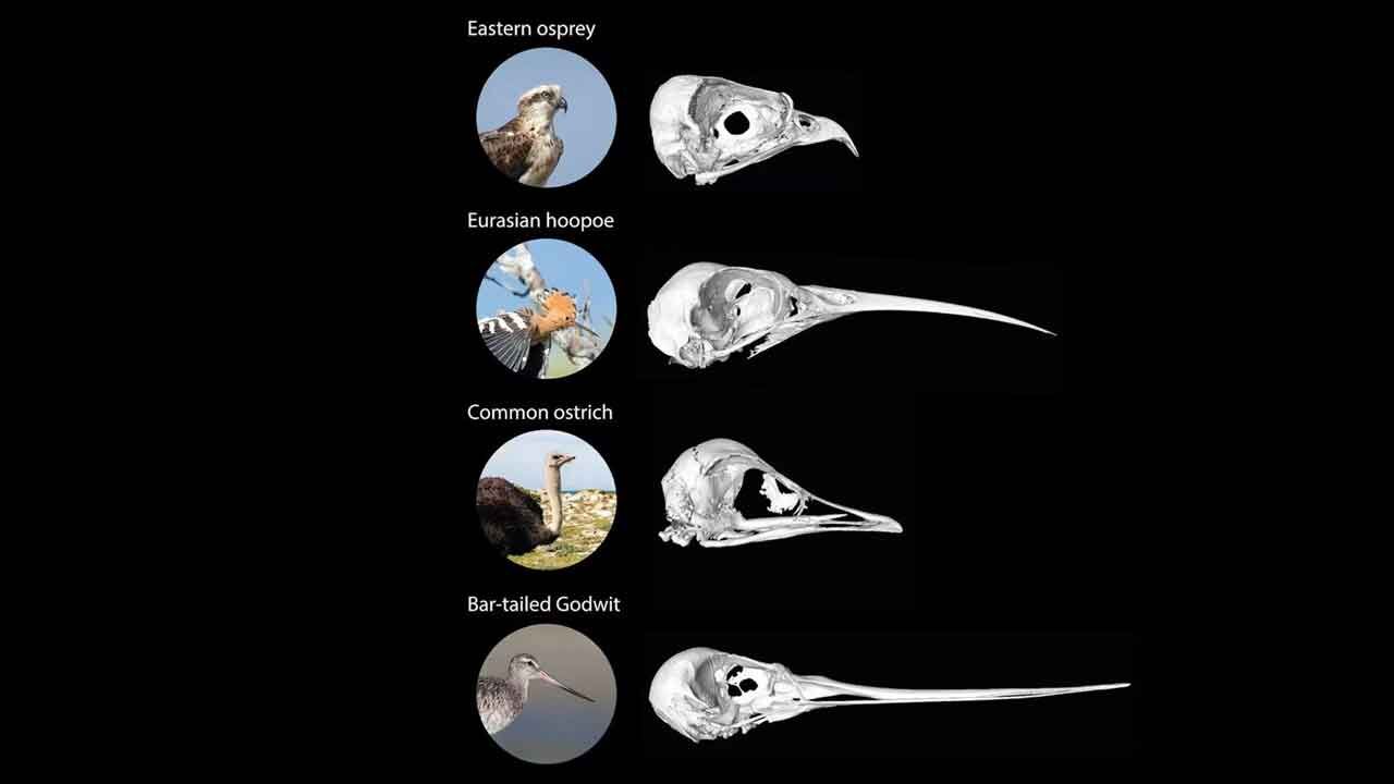How Math Shaped The Beaks Of Birds And Their Ancestors