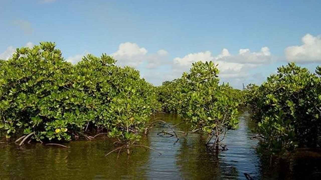 From Barren Shores To Thriving Ecosystem: How Women-Led Action Revived ...