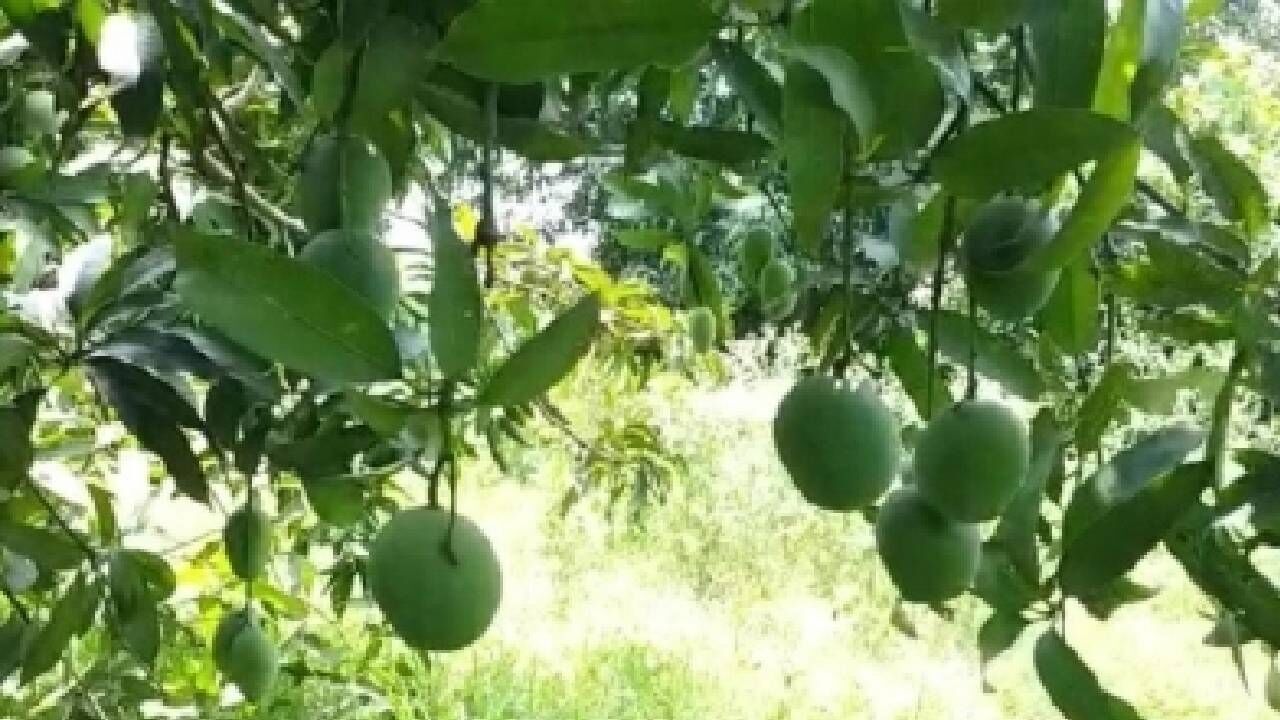TN farmers to hold statewide protest on June 10 over mango price crash