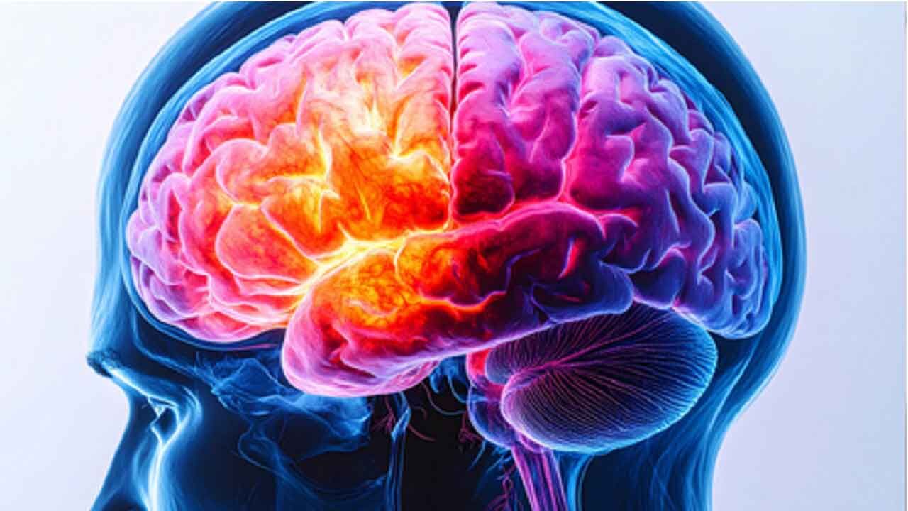 Early Periods, Later Menopause Slow Brain Ageing